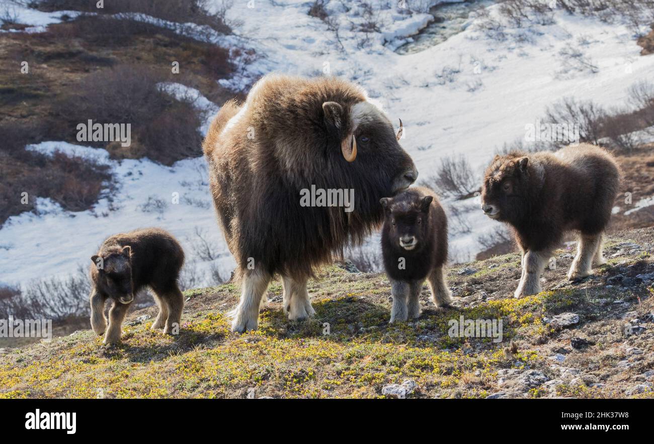 Musk ox watching over young calves Stock Photo - Alamy