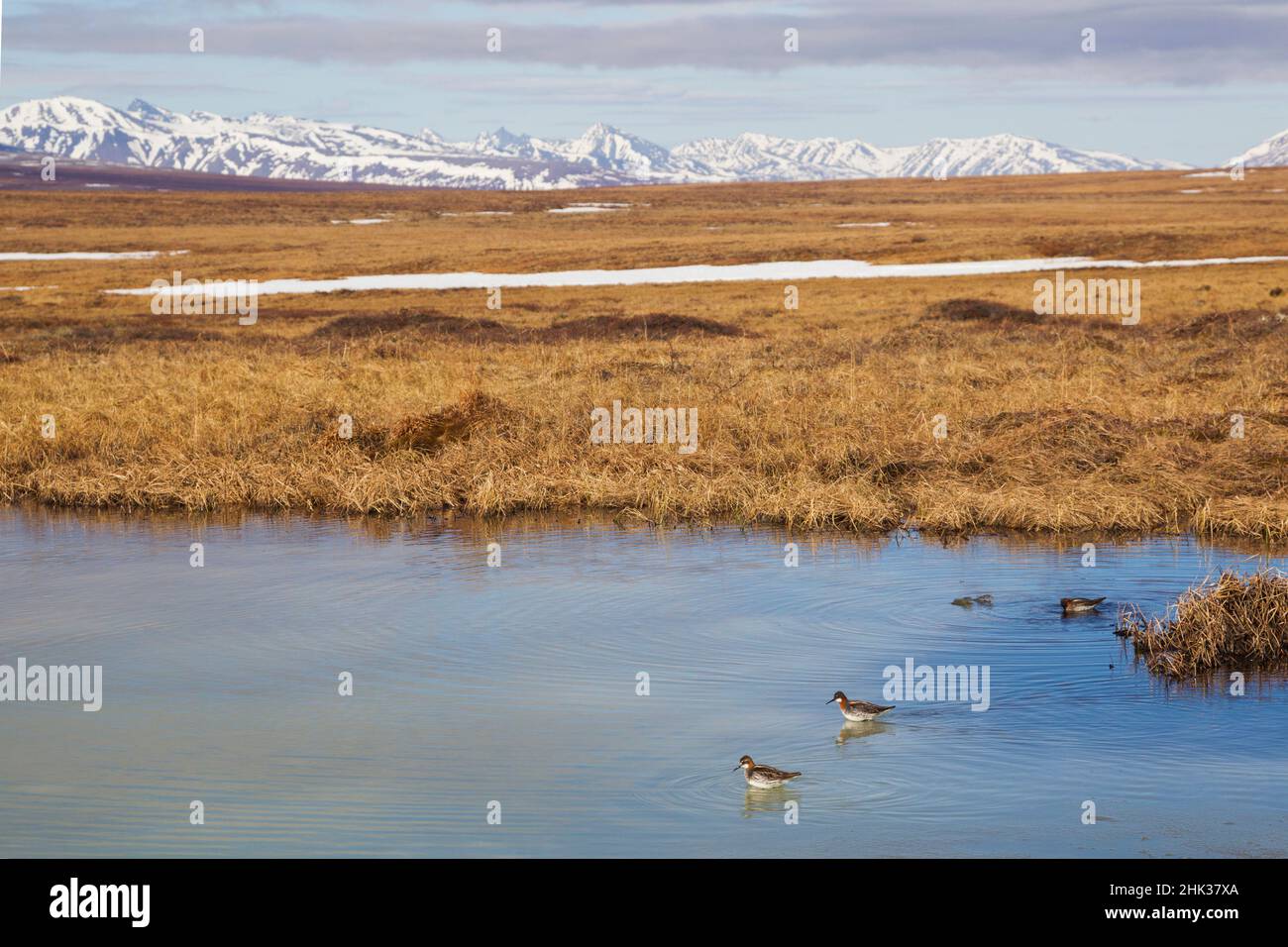 Red-necked phalaropes in Arctic tundra pond Stock Photo - Alamy