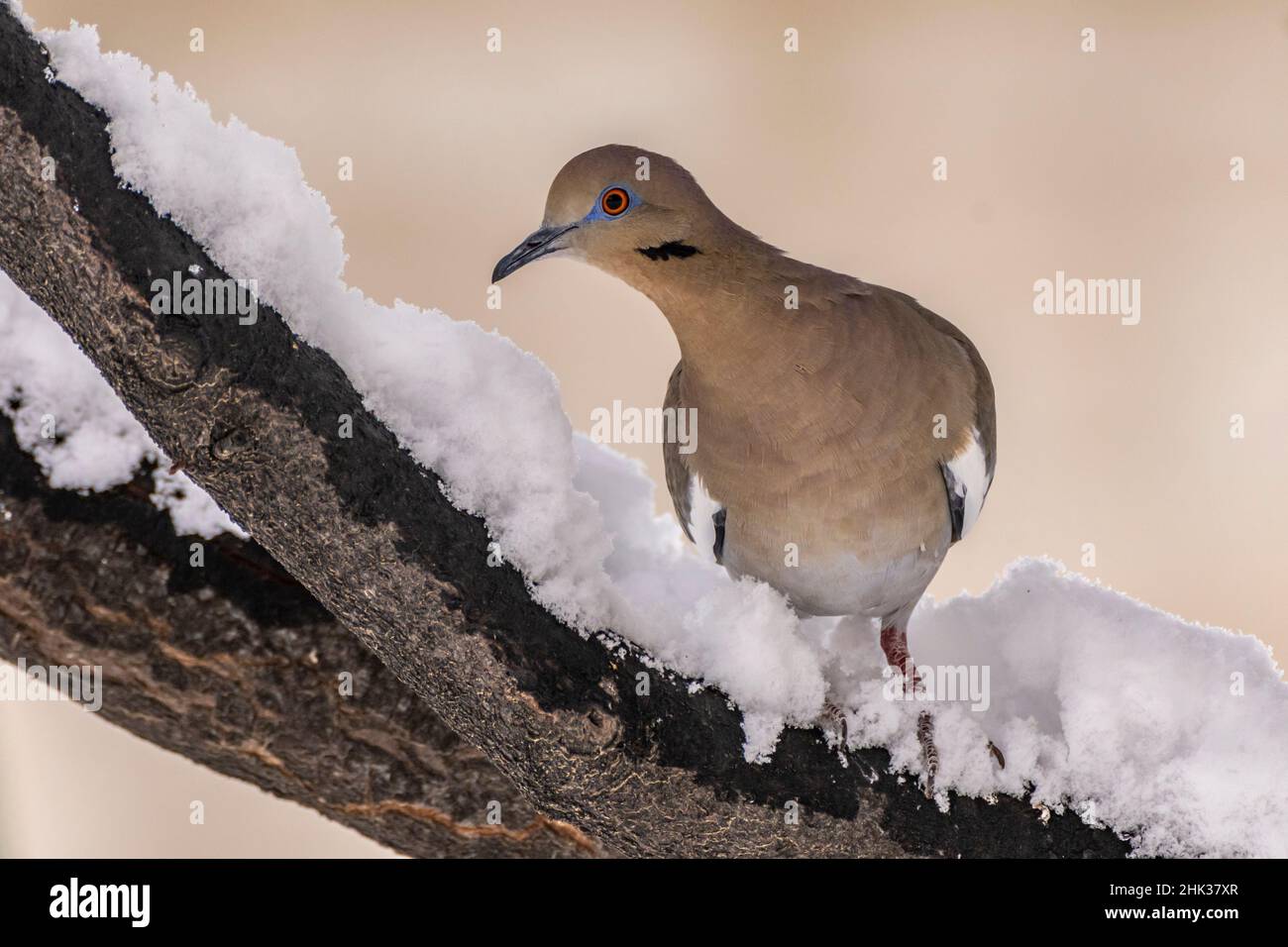 USA, New Mexico. White-winged dove in snowy tree Stock Photo - Alamy