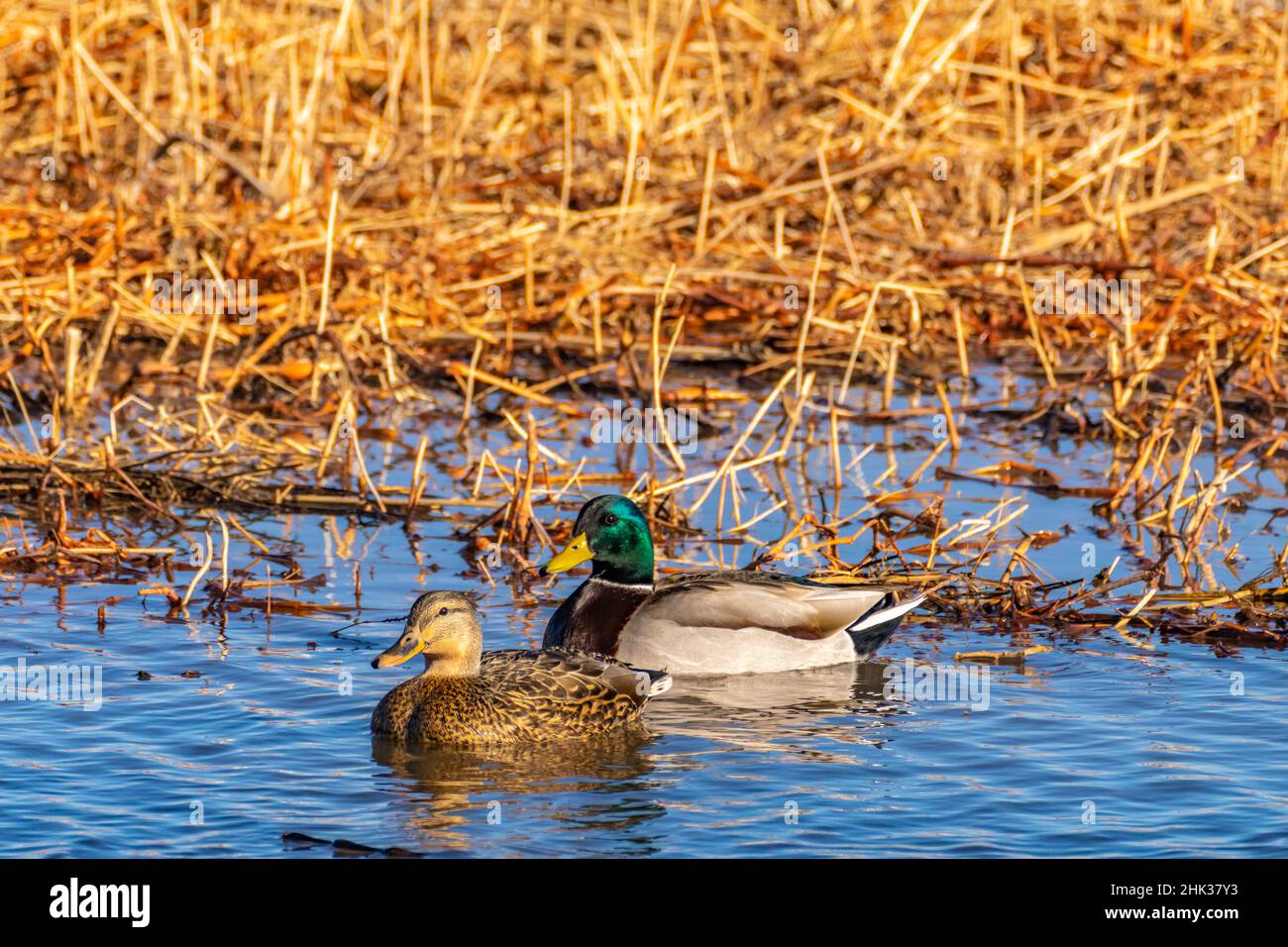 USA, New Mexico, Bosque del Apache National Wildlife Refuge. Mallard ...