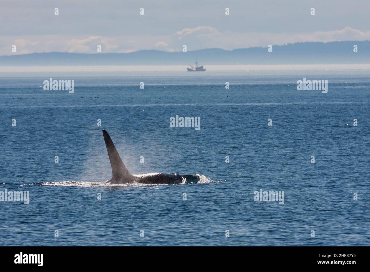 Orca whale surfacing Stock Photo - Alamy