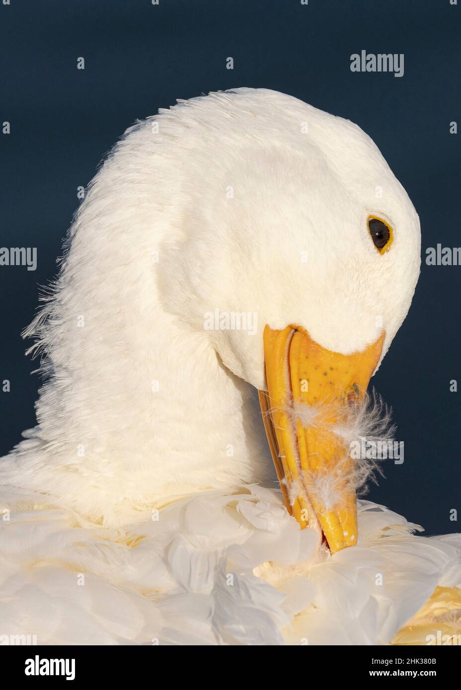 Duck preening, Tingley beach, New Mexico Stock Photo - Alamy