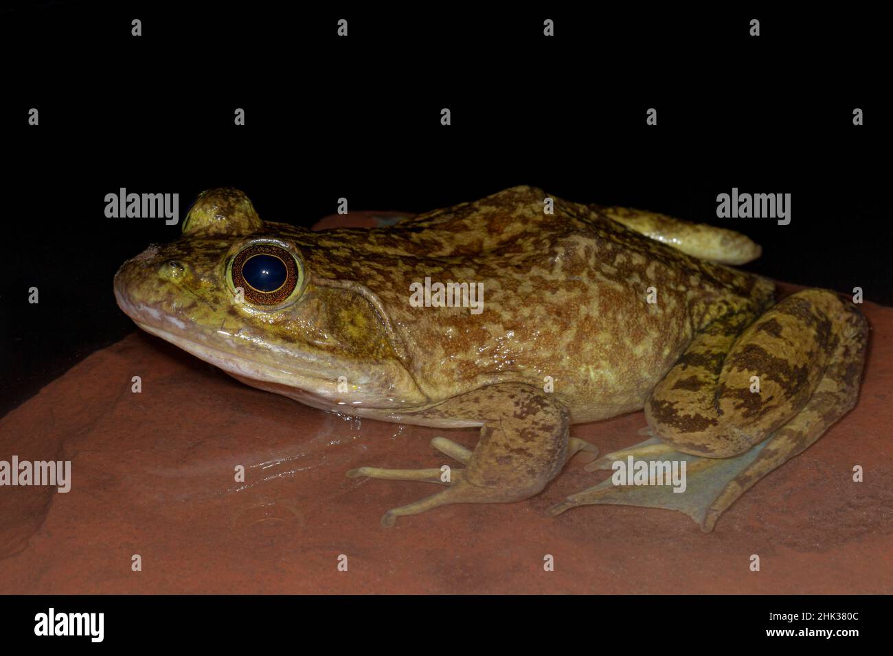 American bullfrog, Lithobates catesbeianus, New Mexico Stock Photo - Alamy