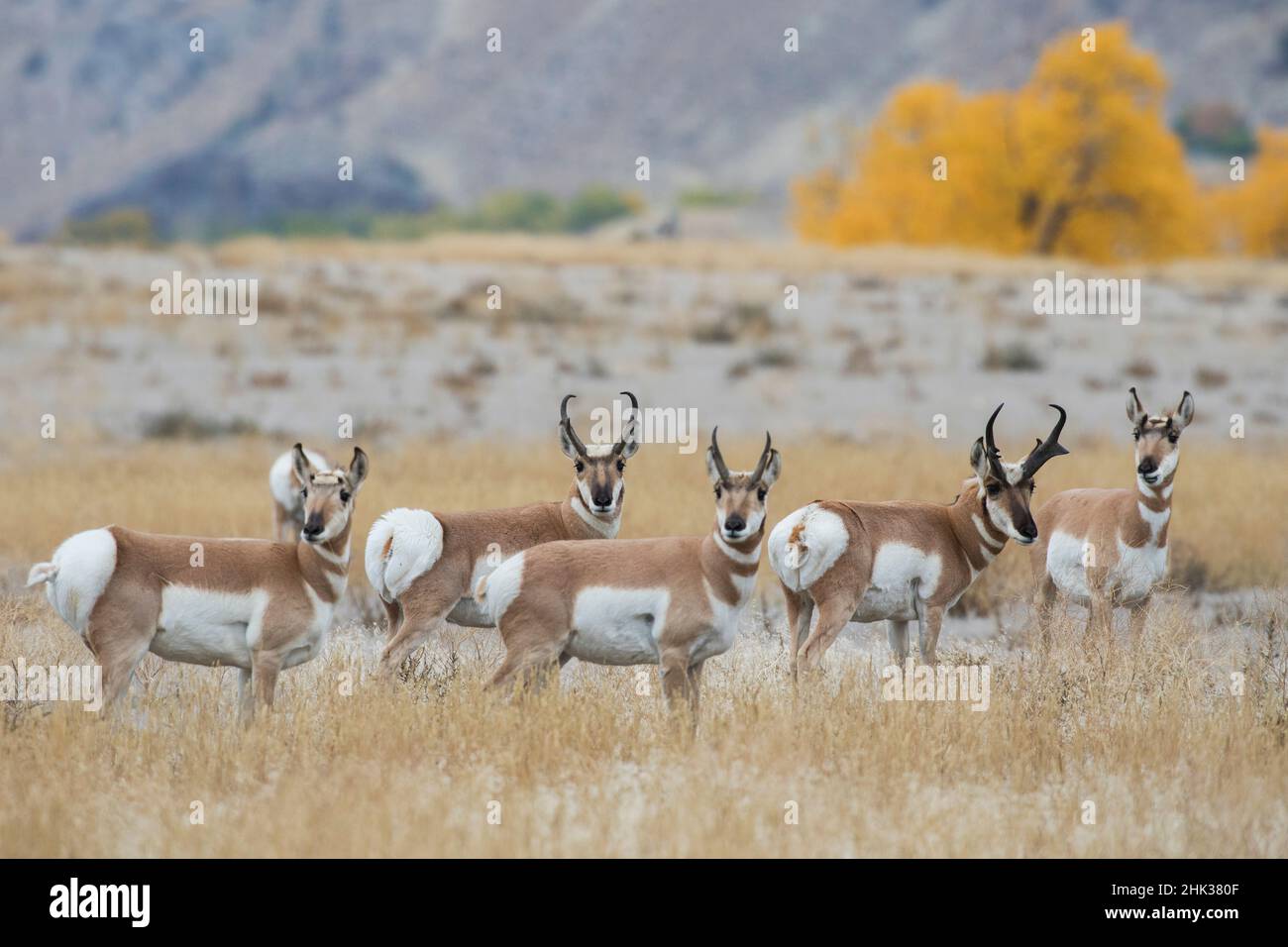Pronghorn antelope herd hi-res stock photography and images - Alamy