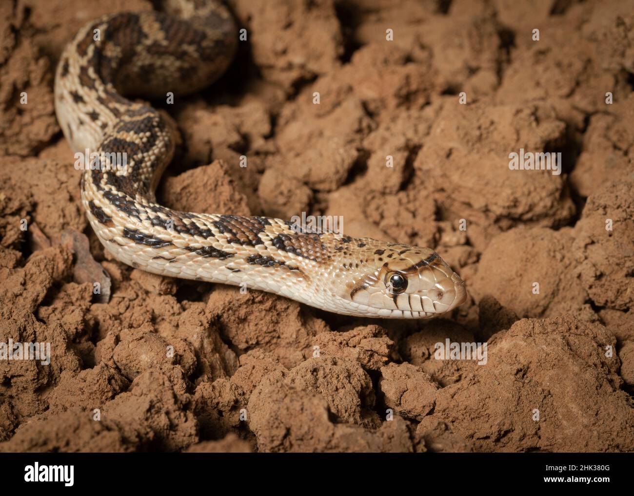 Bullsnake hi-res stock photography and images - Alamy