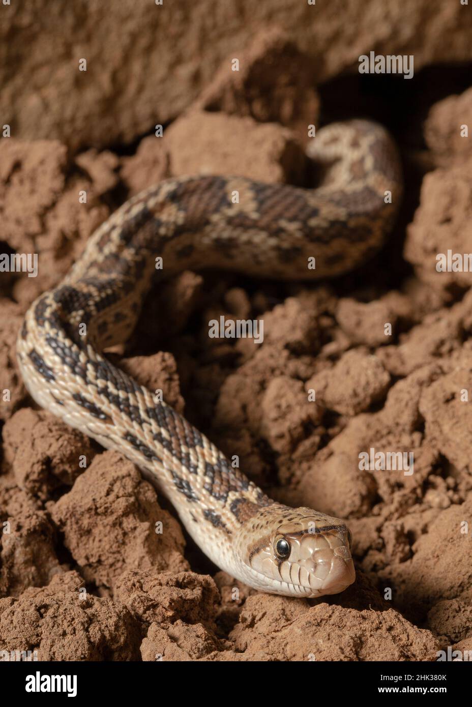 Sonoran gopher snake, bullsnake, blow snake, Pituophis catenefir ...