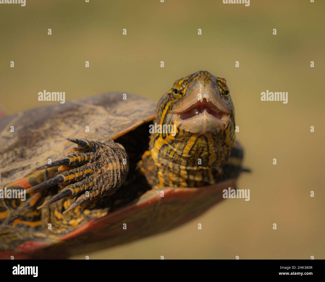 Painted turtle, Chrysemys picta, Bosque del Apache National Wildlife ...