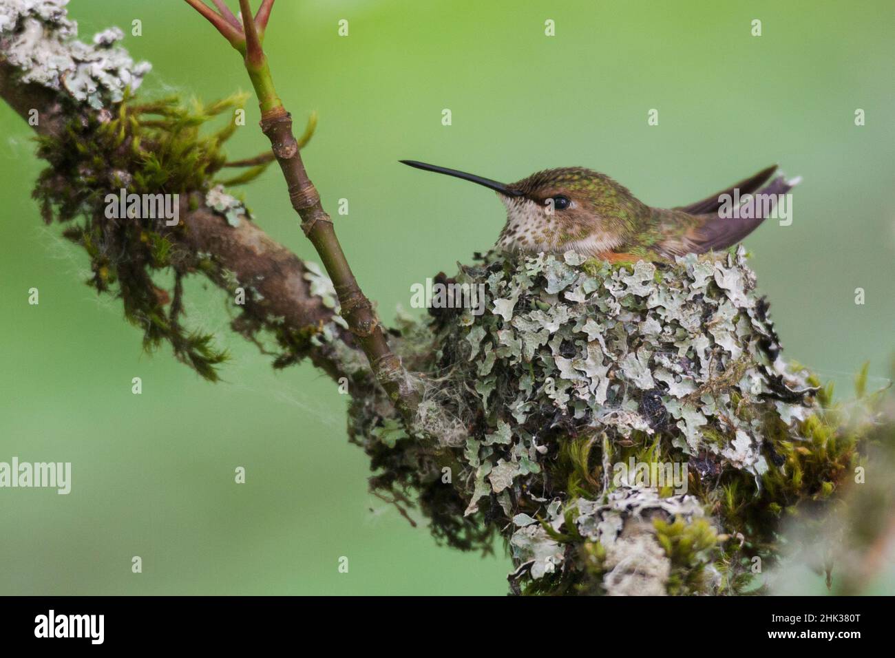 Hummingbird in detail hi-res stock photography and images - Alamy