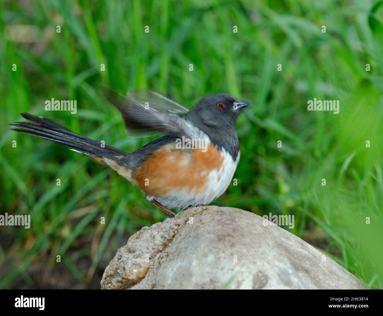 Spotted Towhee, Pipilo montanus, Cibola National Forest, New Mexico ...