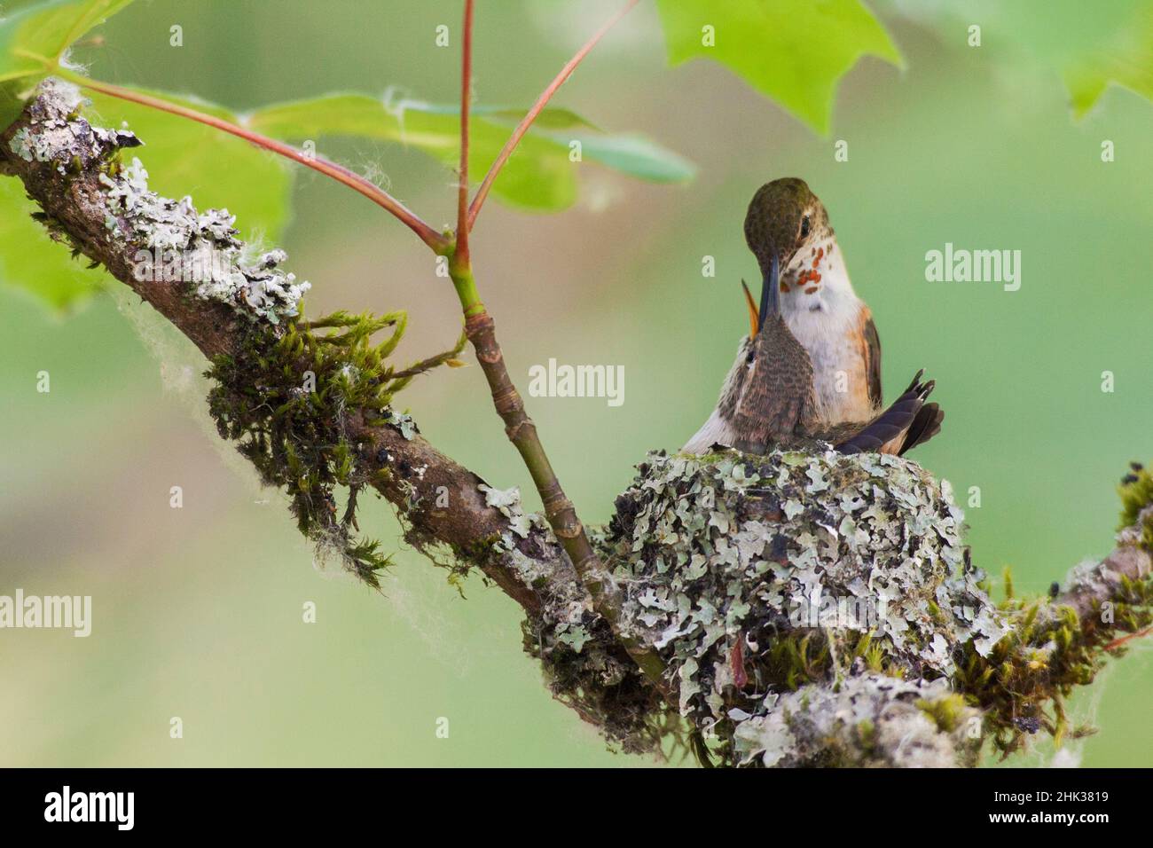 Rufous hummingbird, female feeding chick at nest Stock Photo - Alamy