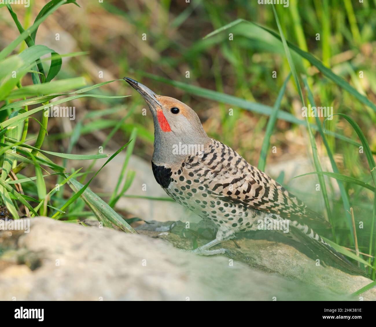 Northern Flicker, Colaptes auratus, Cibola National Forest, New Mexico ...