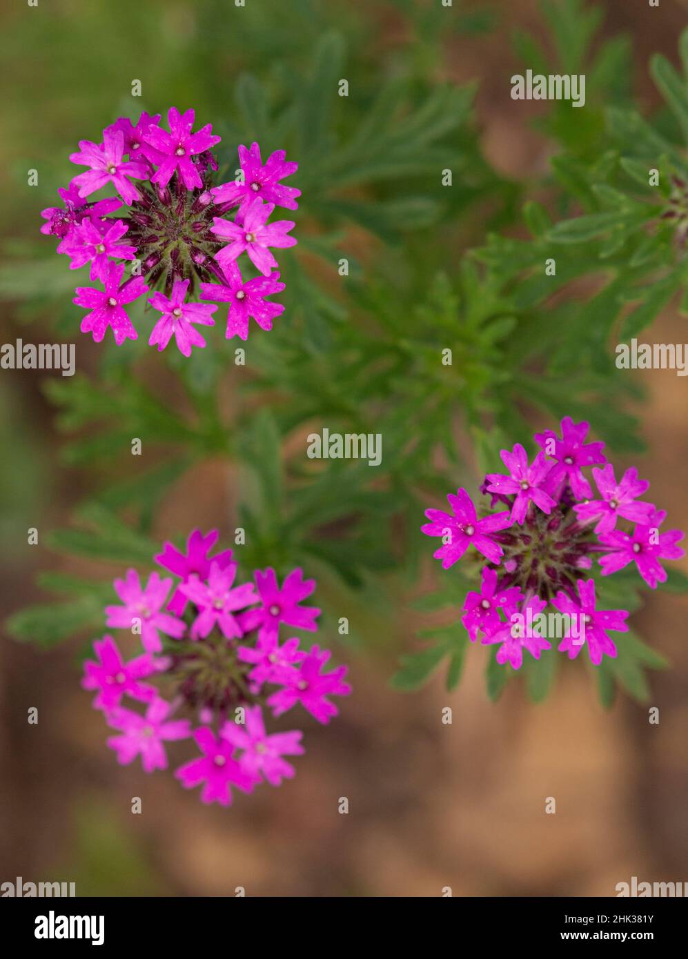 Prairie verbena, Dakota vervain, Mock vervain, Glandularia ...