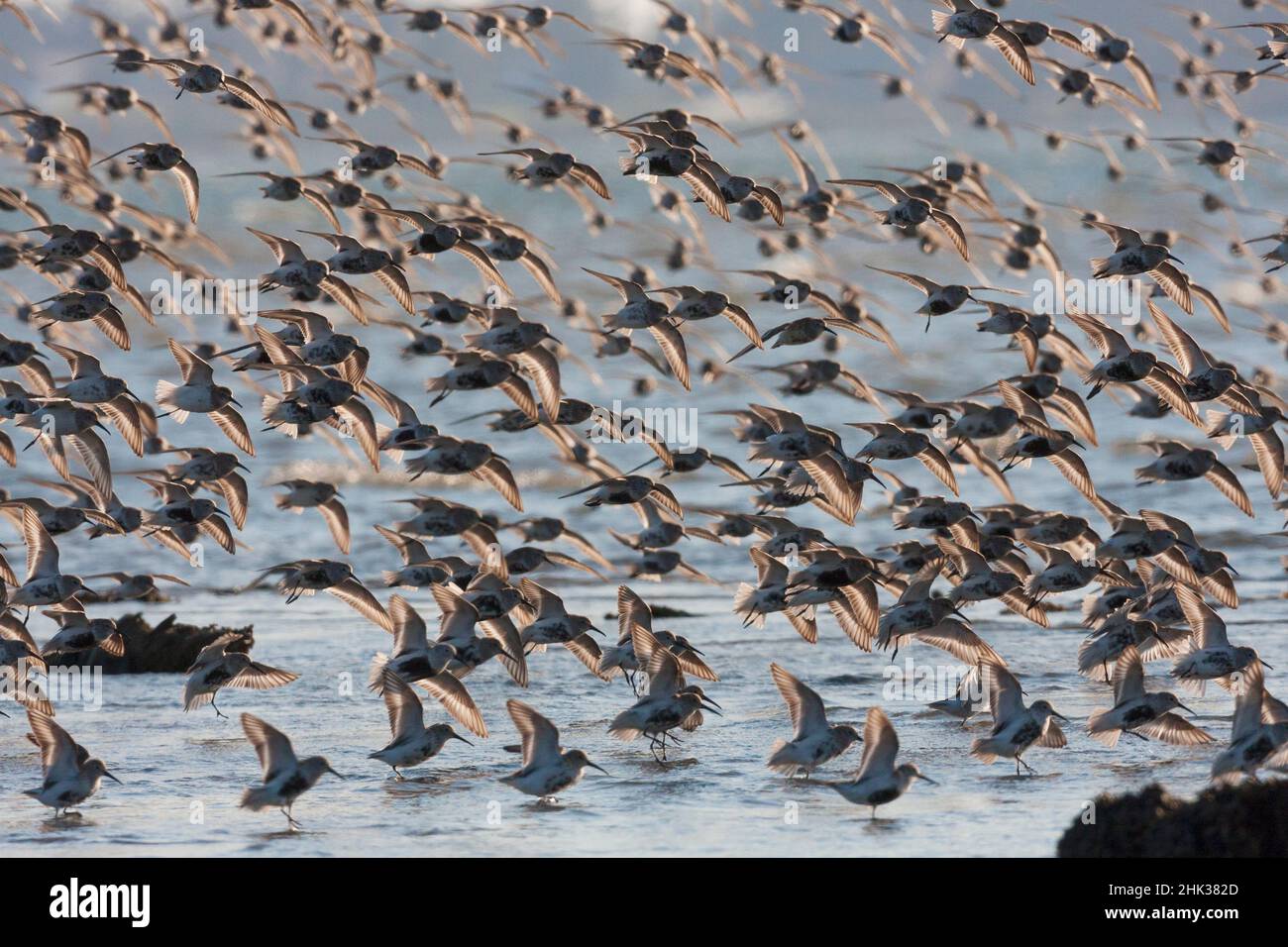 Flock of dunlins alighting during migration Stock Photo - Alamy