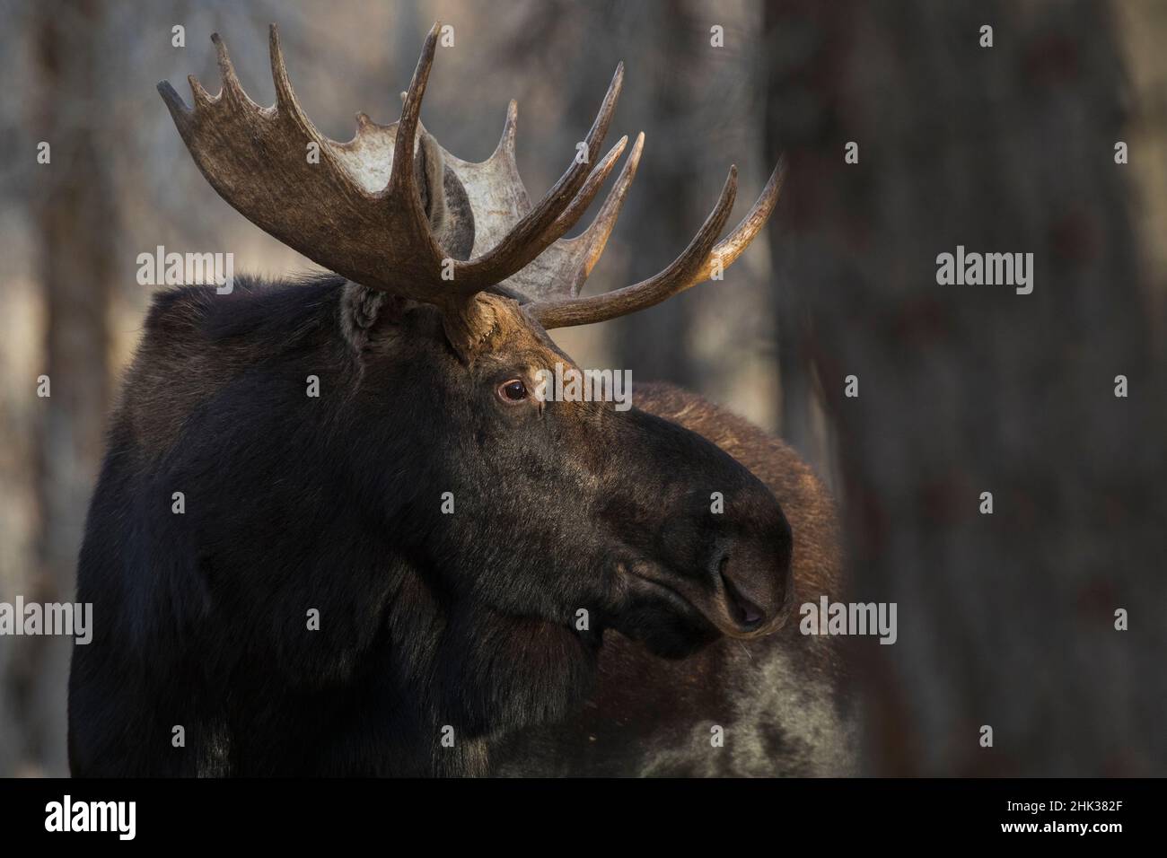 Shiras bull moose Stock Photo - Alamy