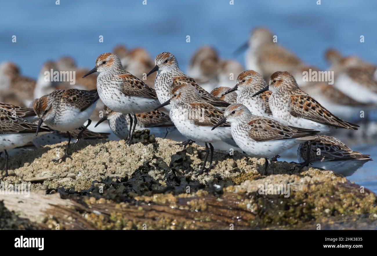 Western sandpiper flock resting Stock Photo - Alamy Western sandpiper flock resting Stock Photo - Alamy