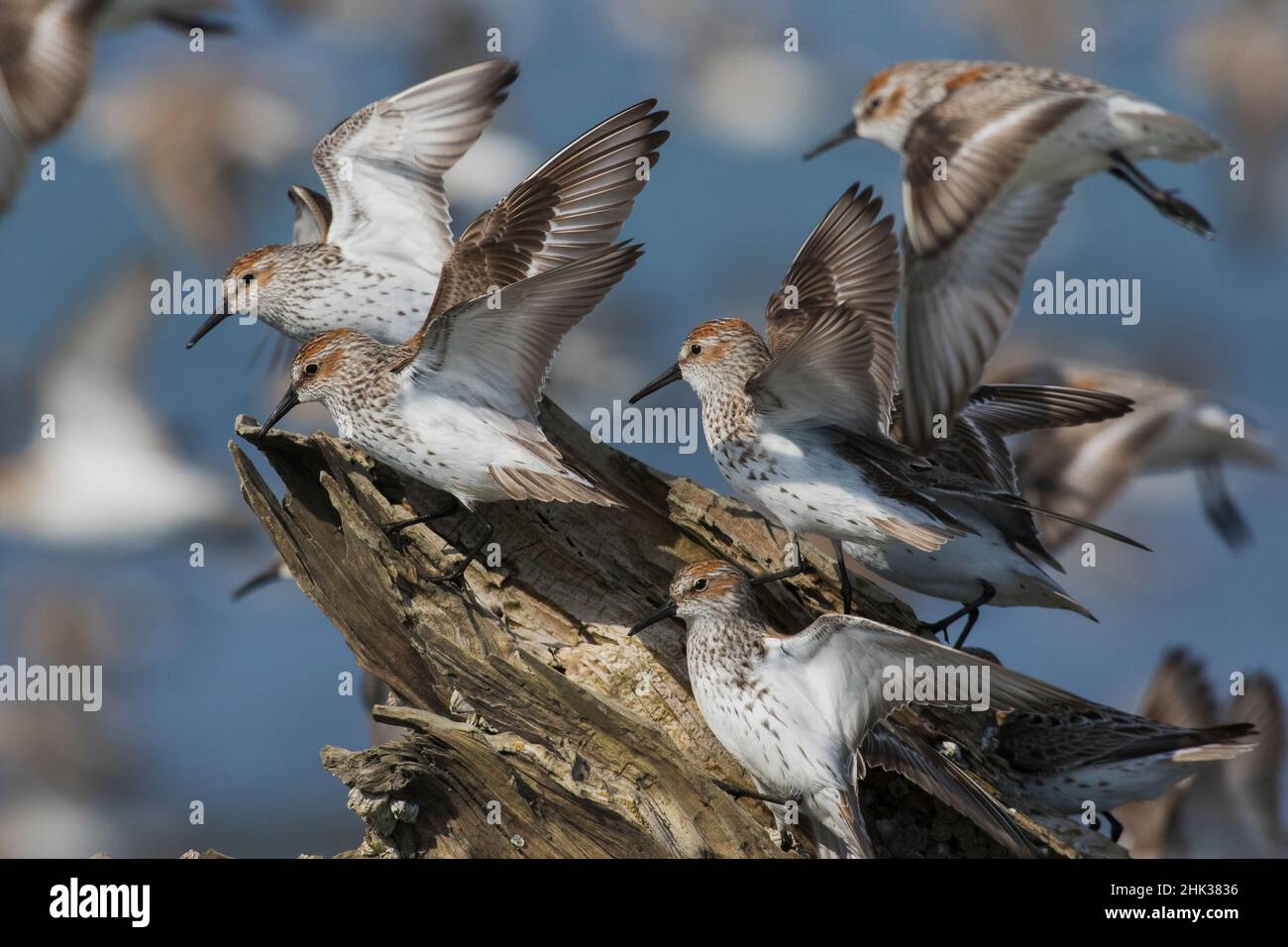 Wood sandpiper flying hi-res stock photography and images - Alamy