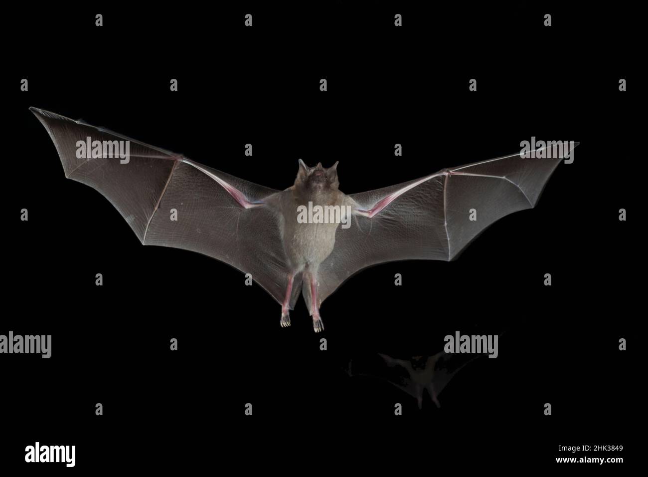 Lesser Long-nosed Bat Stock Photo - Alamy