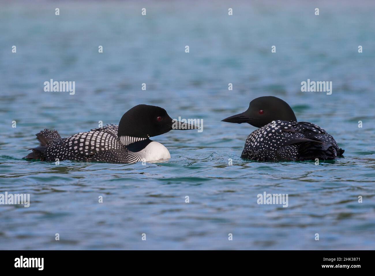 Common Loon Pair Stock Photo - Alamy