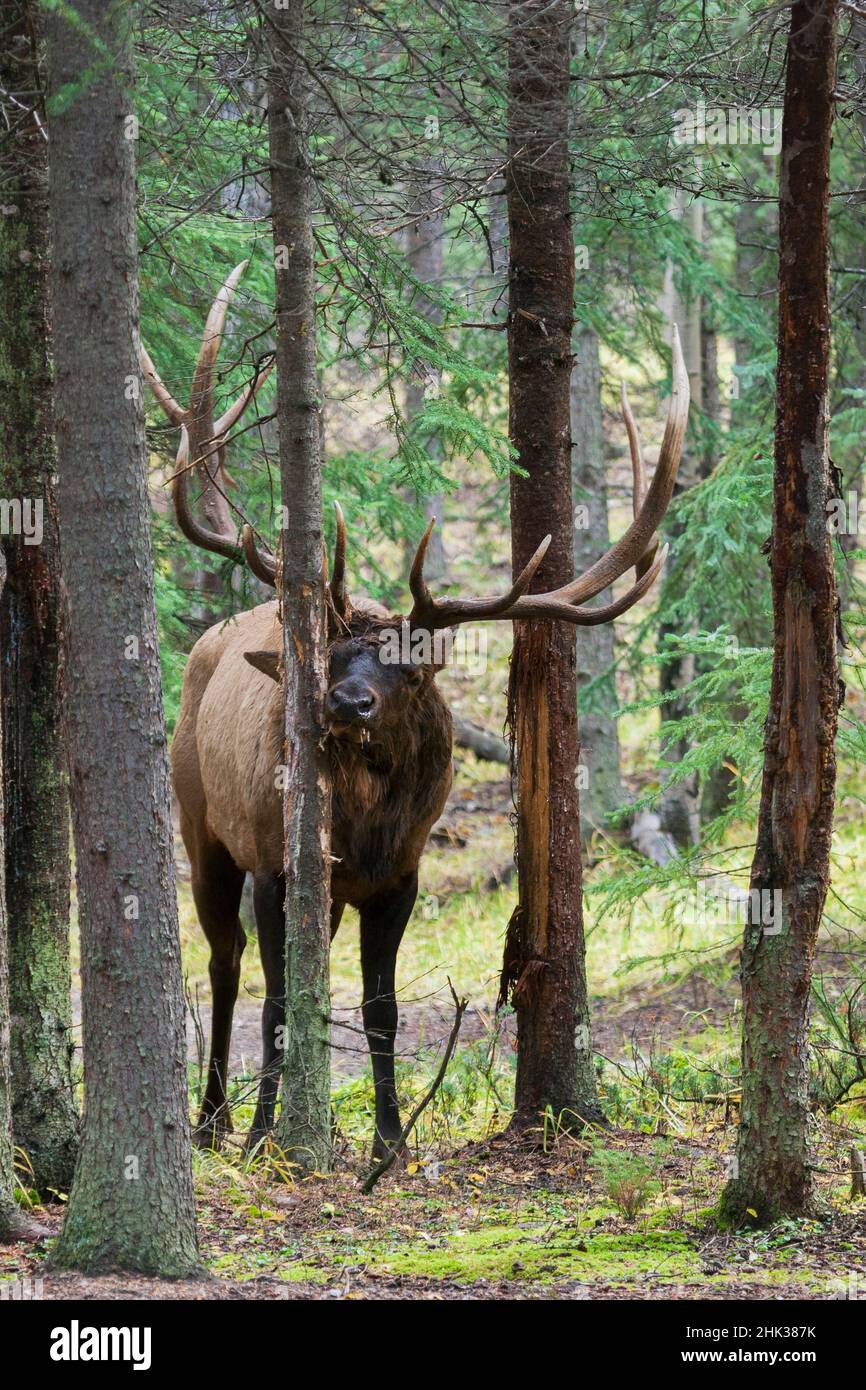 Bull Elk, marking post Stock Photo - Alamy