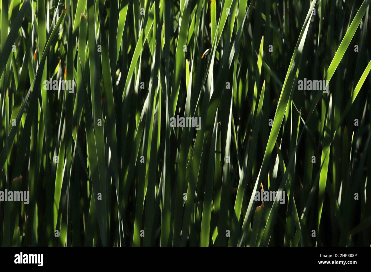 Reeds growing in the swamp. Nature background Stock Photo - Alamy