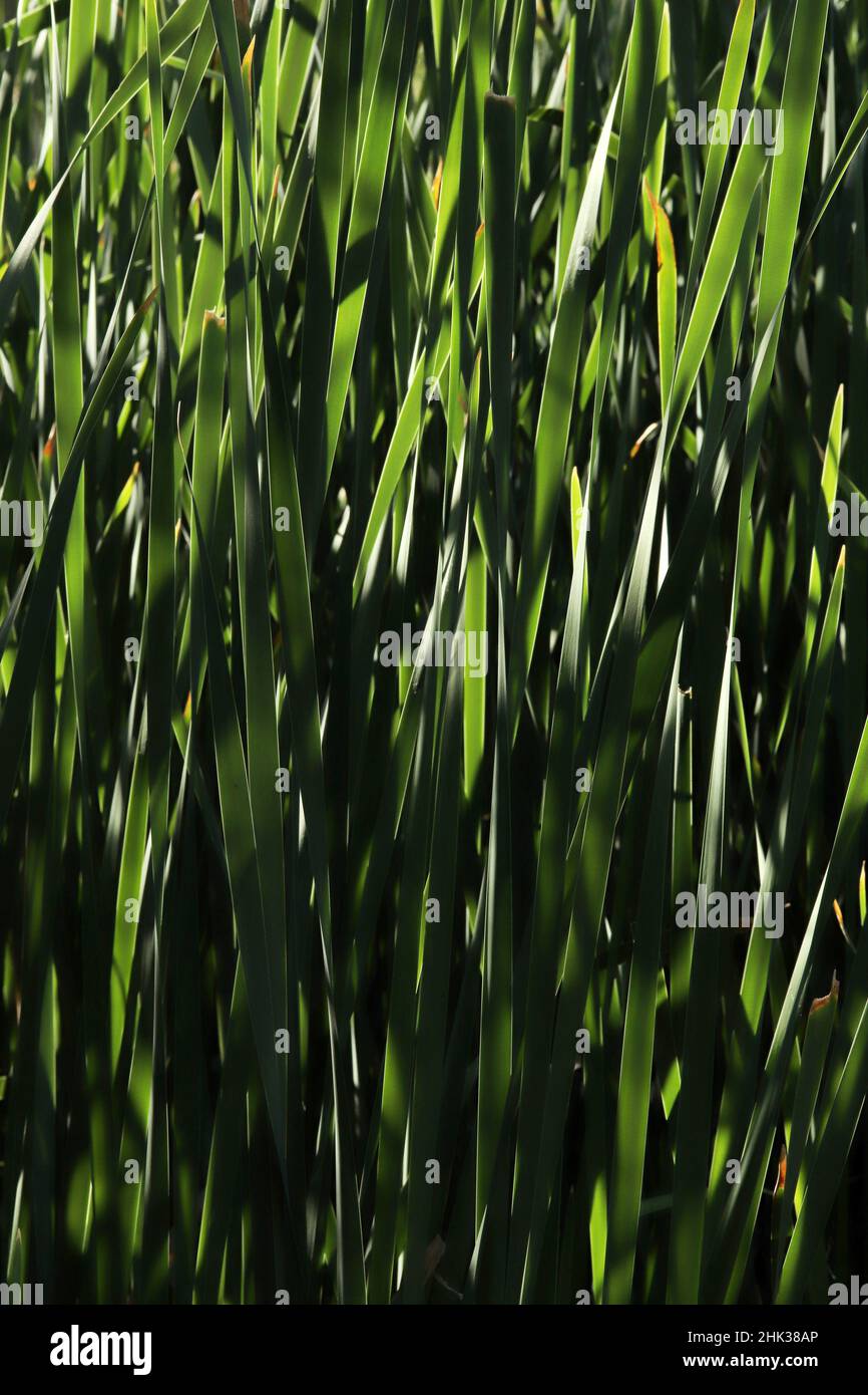 Reeds growing in the swamp. Nature background Stock Photo - Alamy