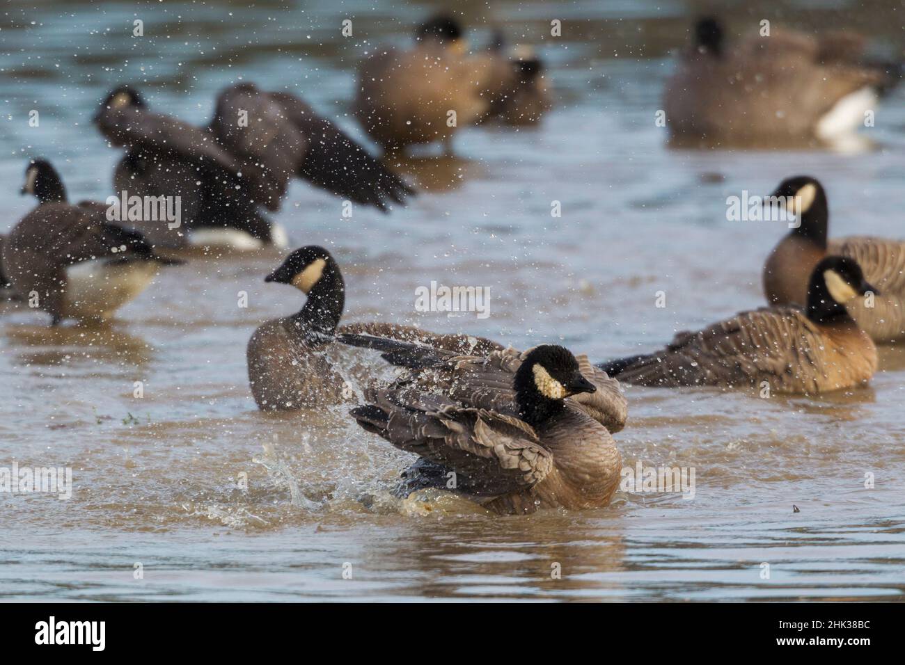 Canada geese preening bathing hi-res stock photography and images - Alamy