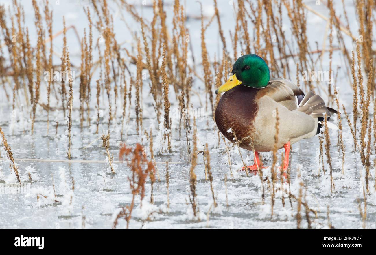 Mallard Duck, frozen pond Stock Photo - Alamy