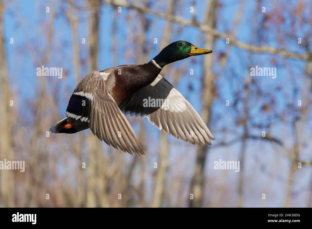 Mallard in Flight, wooded habitat Stock Photo - Alamy
