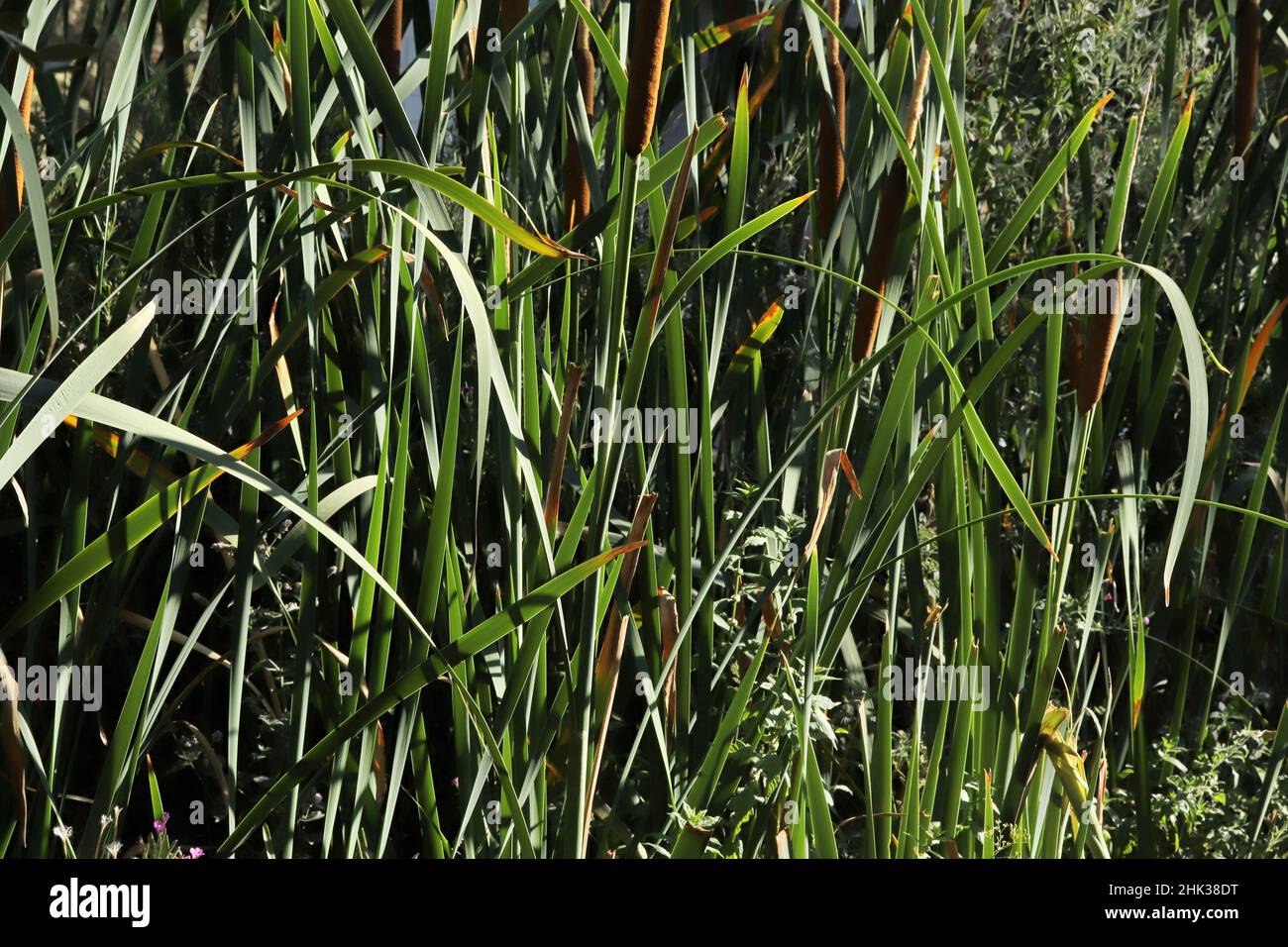 Tall reeds growing in water hi-res stock photography and images - Alamy