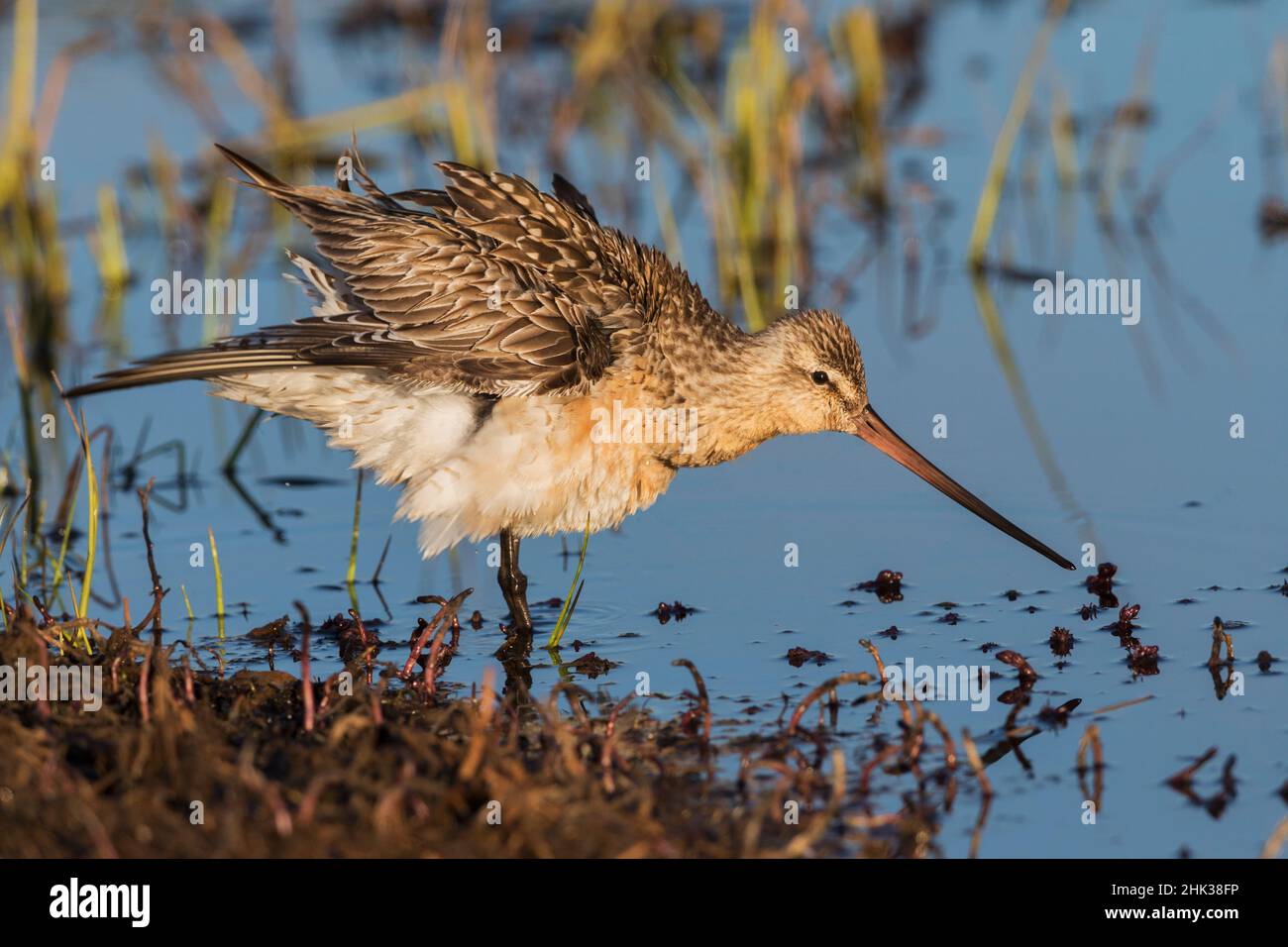 Bar tailed godwit alaska hi-res stock photography and images - Alamy