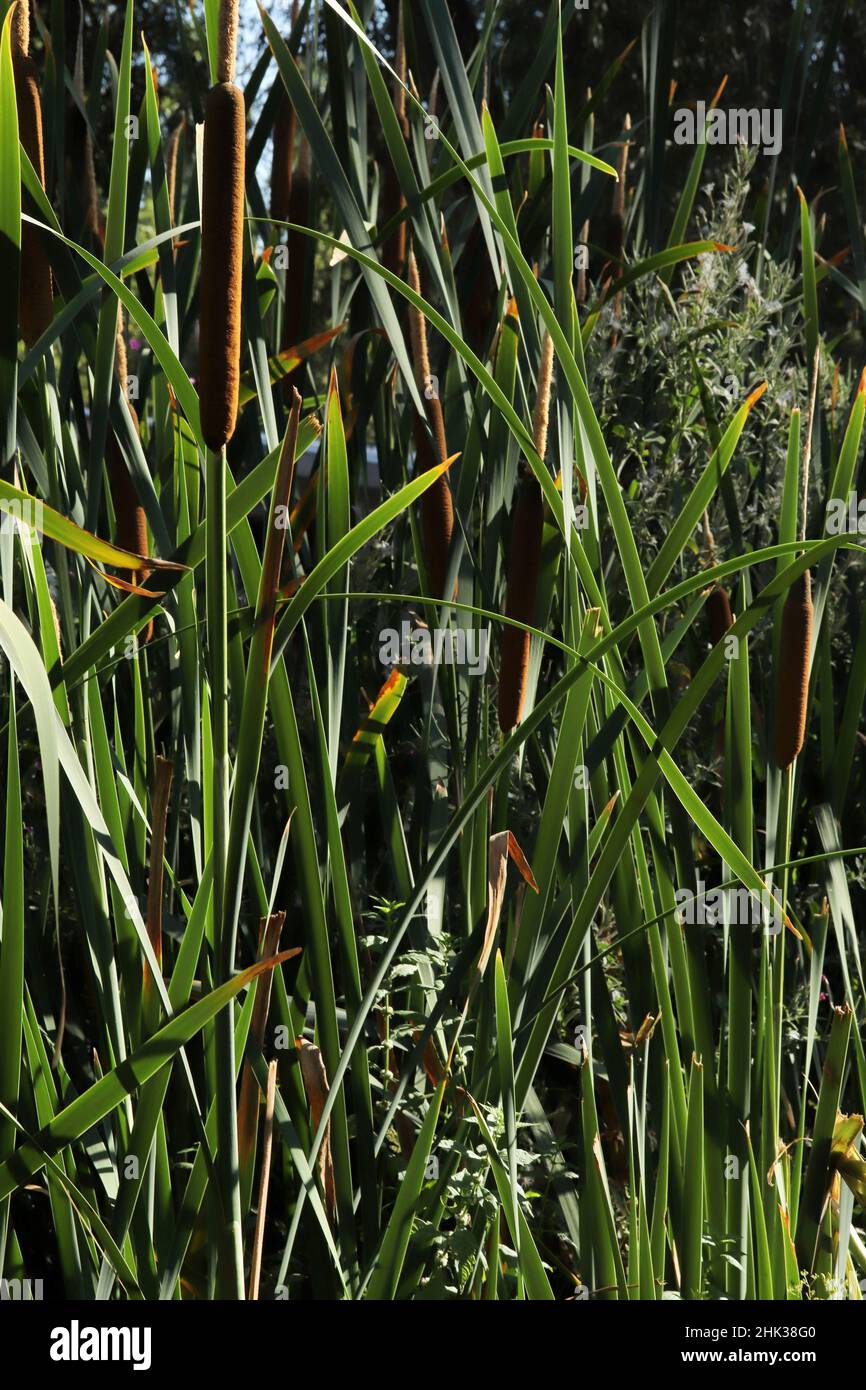 Reeds growing in the swamp. Nature background Stock Photo - Alamy