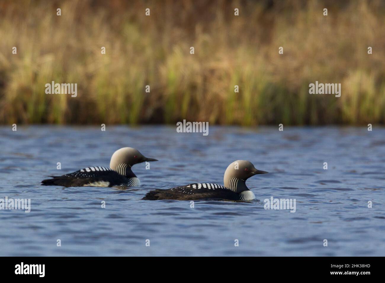 Pacific Loon Pair Stock Photo - Alamy