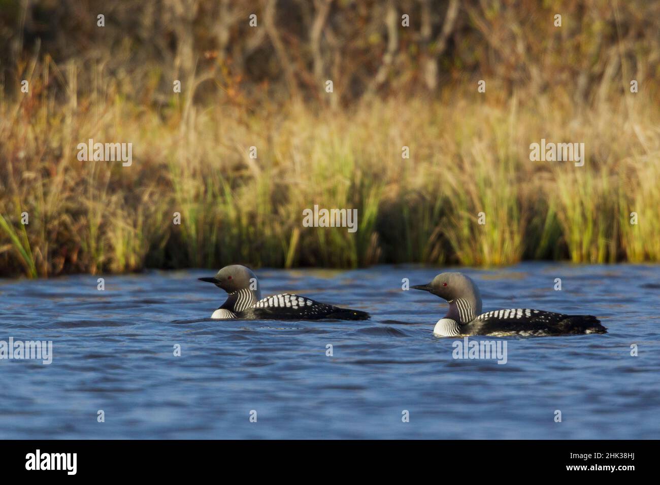 Pacific Loon Pair Stock Photo - Alamy