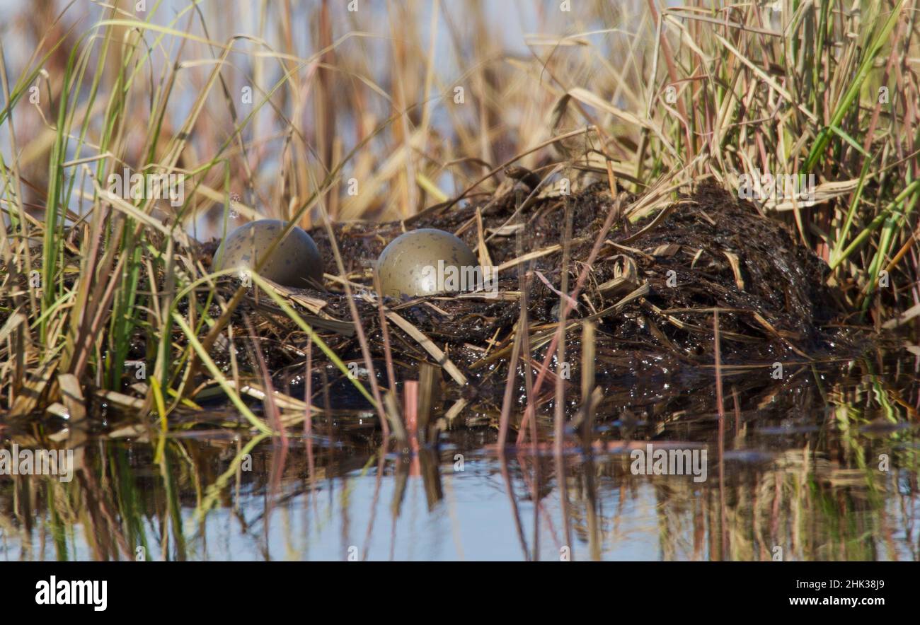 The arctic loon egg hi-res stock photography and images - Alamy