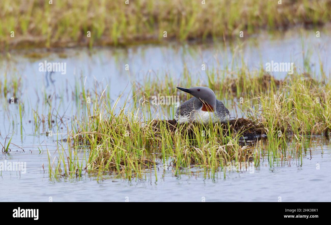 Arctic loon nest hi-res stock photography and images - Alamy