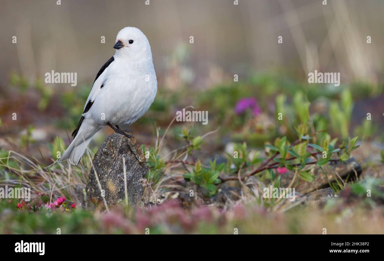 Snow Bunting, arctic tundra habitat Stock Photo - Alamy