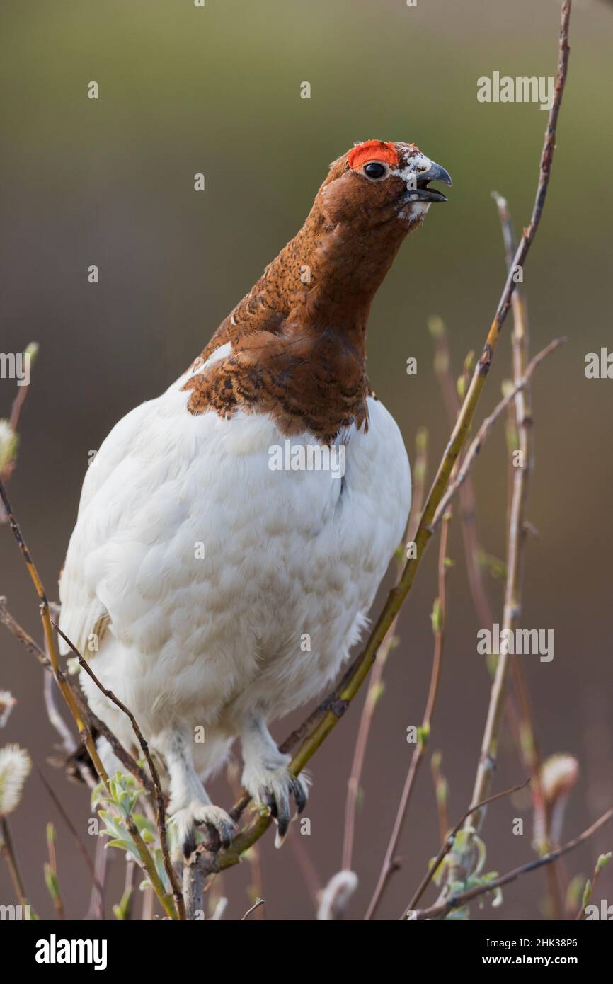 Willow Ptarmigan, Voice of the Arctic Tundra Stock Photo - Alamy