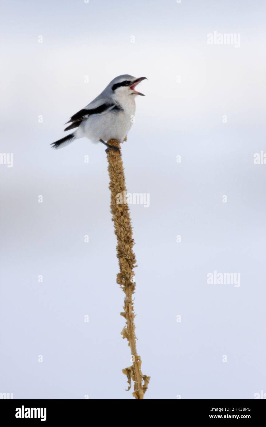 Northern shrike hi-res stock photography and images - Alamy