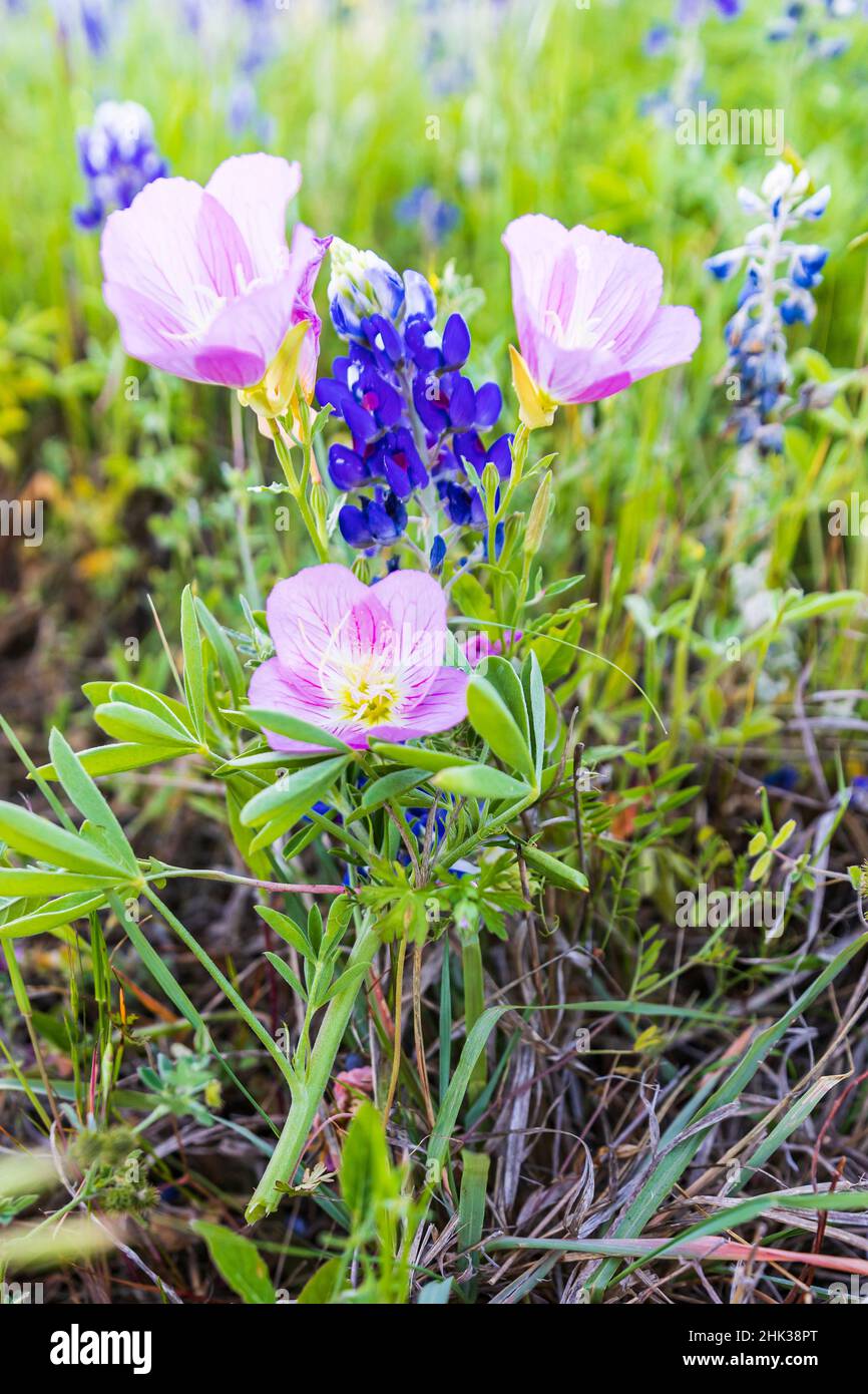 Pink evening primrose hi-res stock photography and images - Alamy