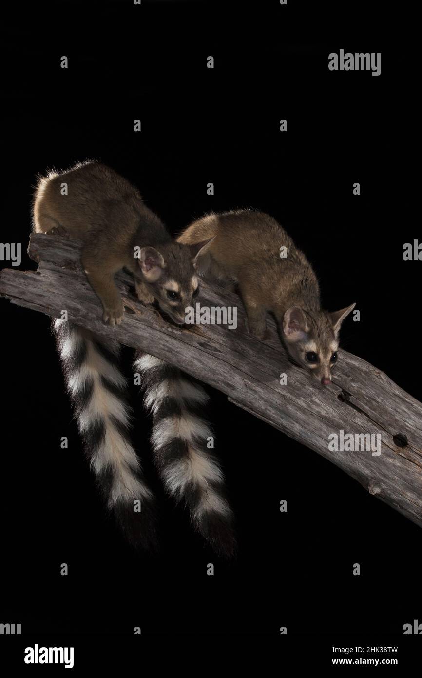 Ringtail cat hi-res stock photography and images - Alamy