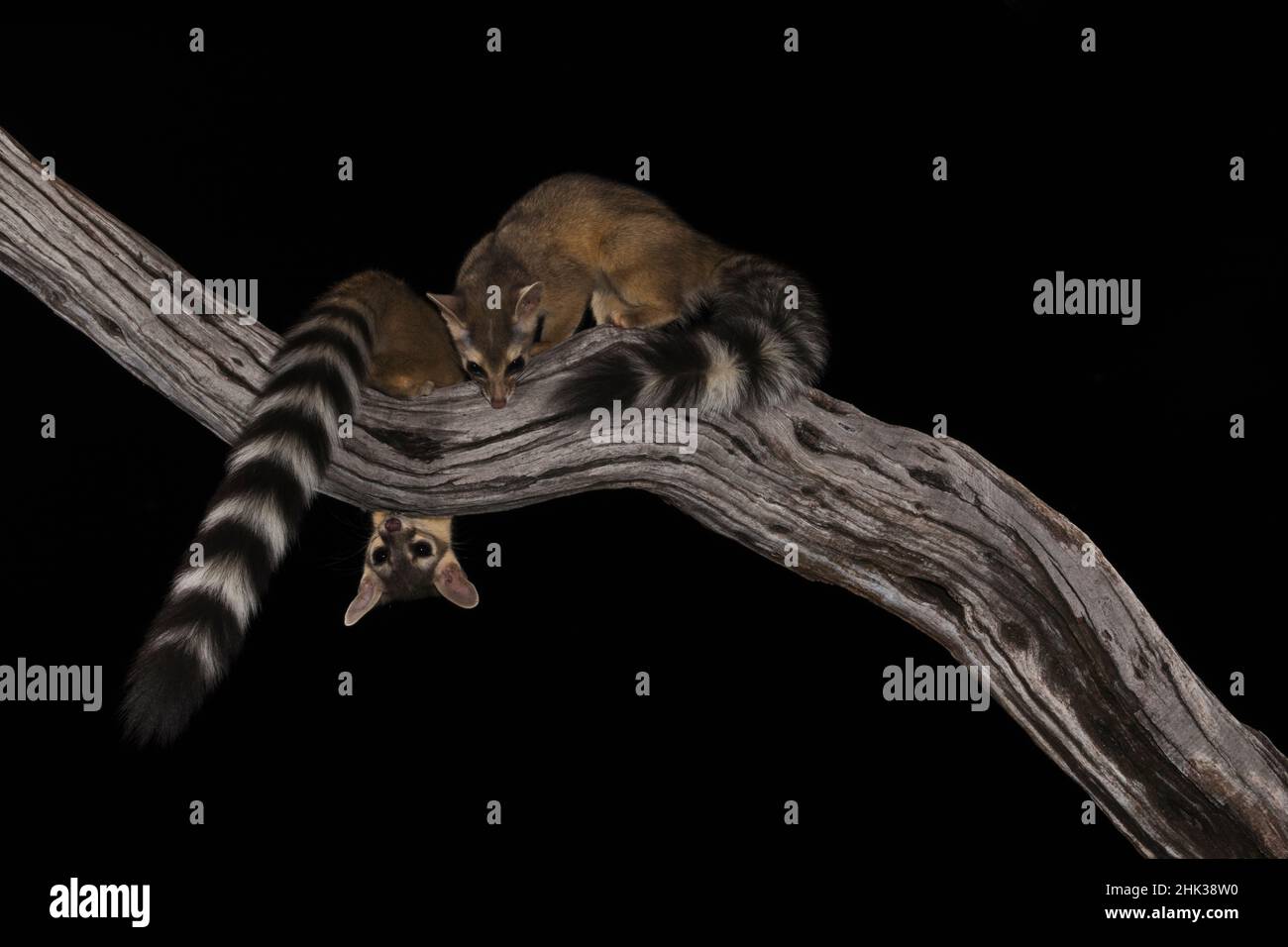 Ringtail cat hi-res stock photography and images - Alamy