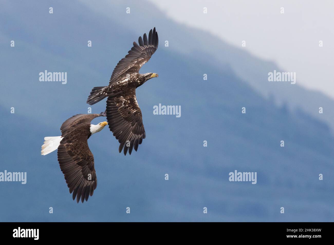 Bald Eagles, mature eagle chasing a younger eagle Stock Photo - Alamy