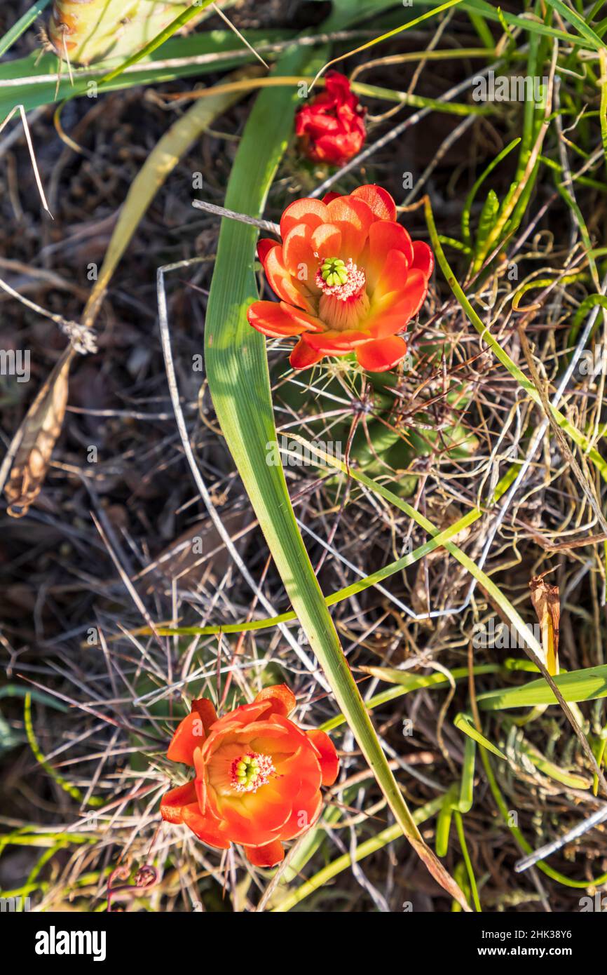 Barrel cactus texas hi-res stock photography and images - Alamy