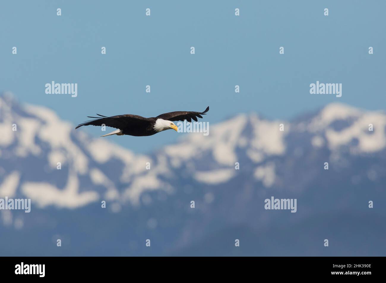 Bald Eagle Gliding Stock Photo - Alamy