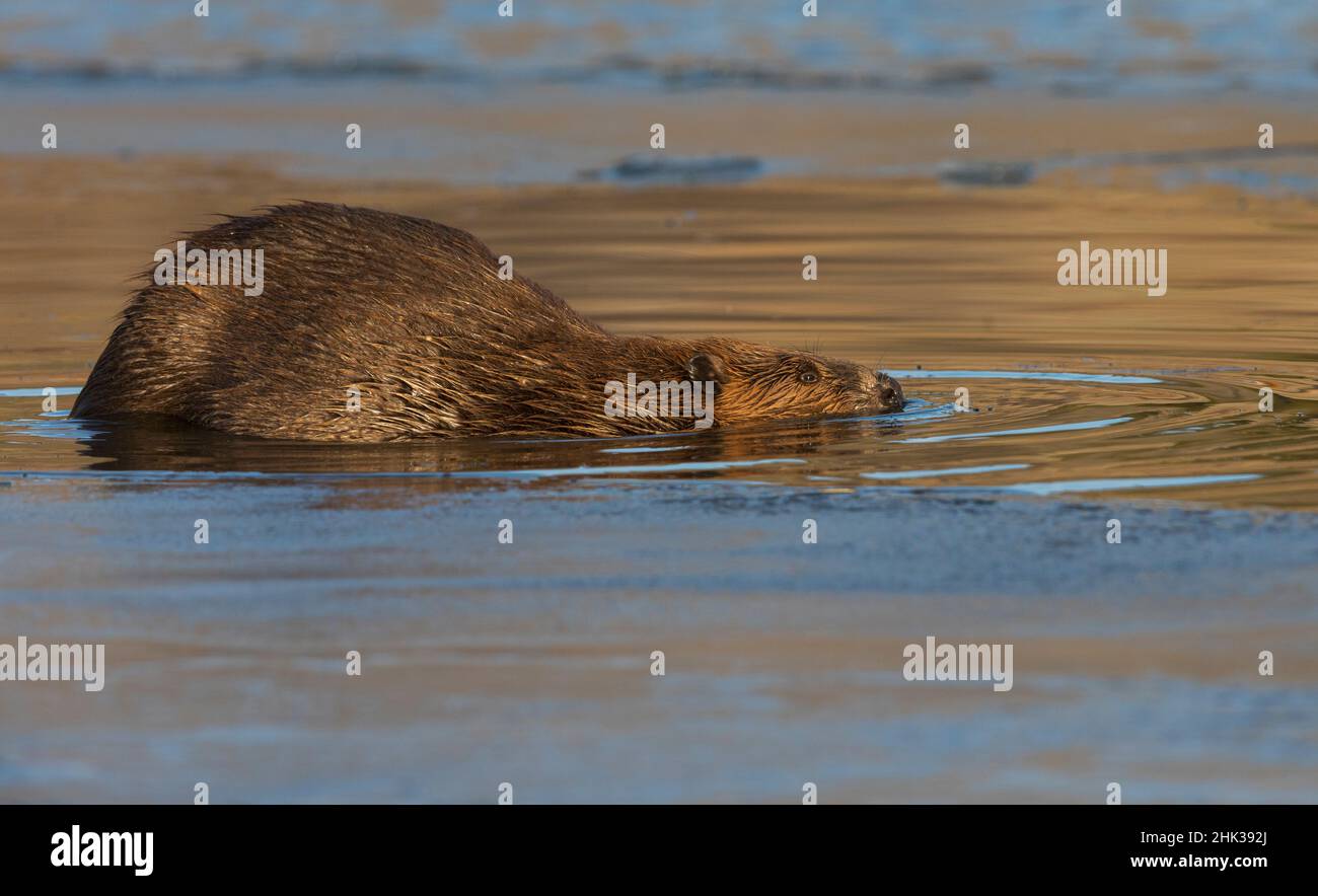 Late autumn ice hi-res stock photography and images - Alamy