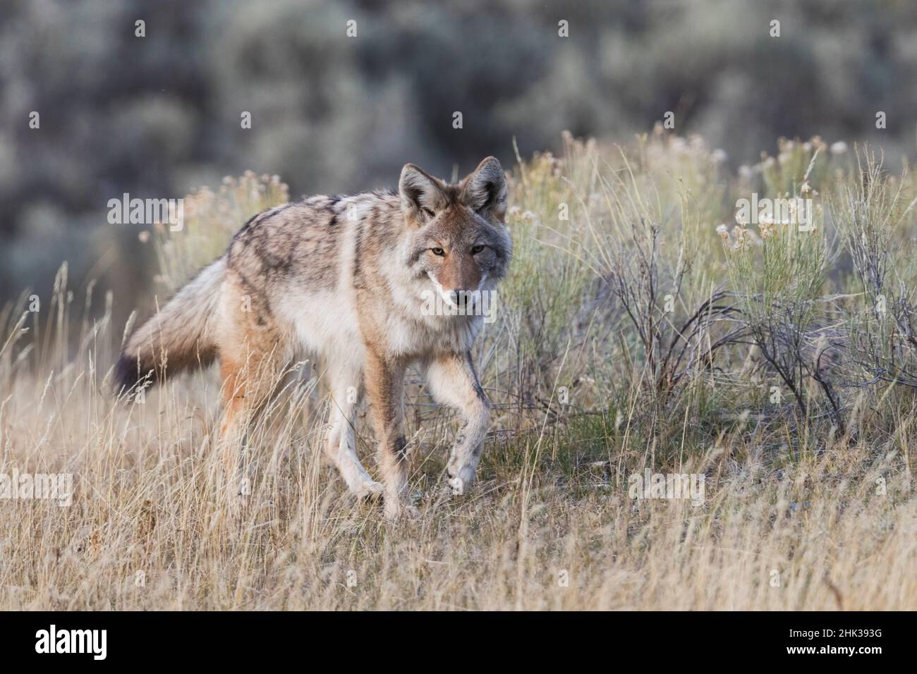 Coyote stalking hi-res stock photography and images - Alamy