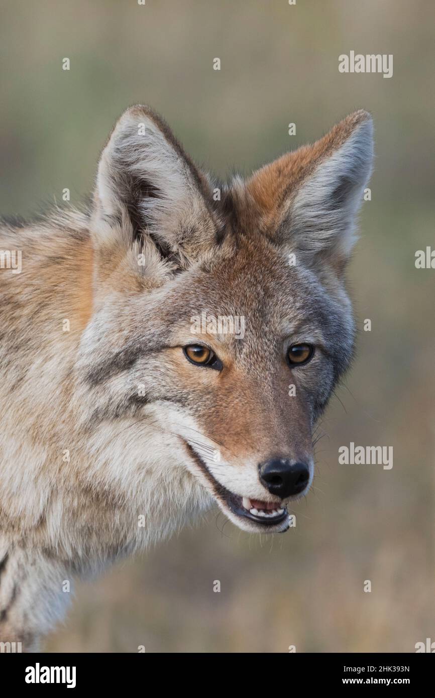 Coyote, Close-up Portrait Stock Photo - Alamy