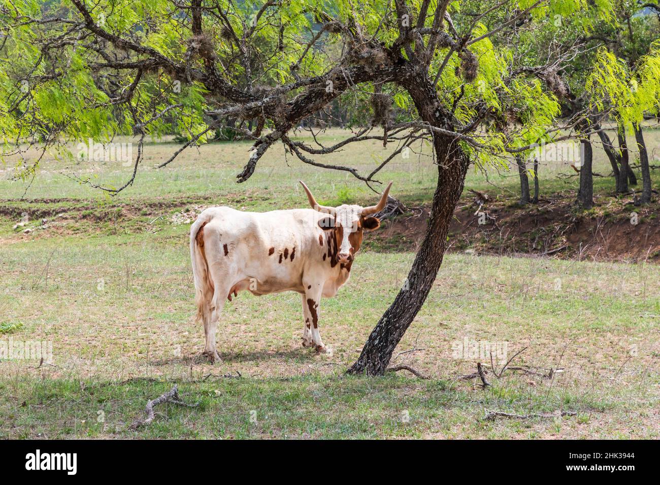 Tarpley, Texas, USA. Cattle in the Texas Hill Country Stock Photo - Alamy