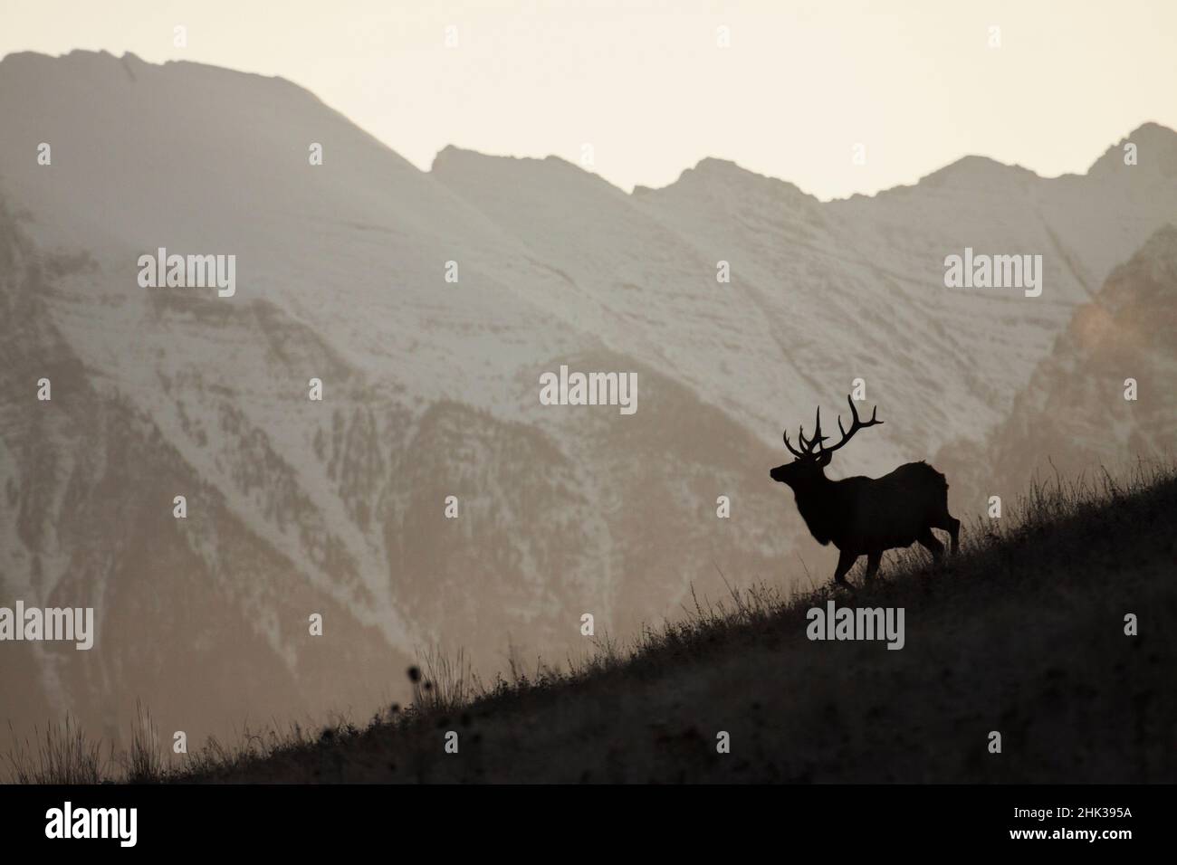 Bull elk sunset hi-res stock photography and images - Alamy