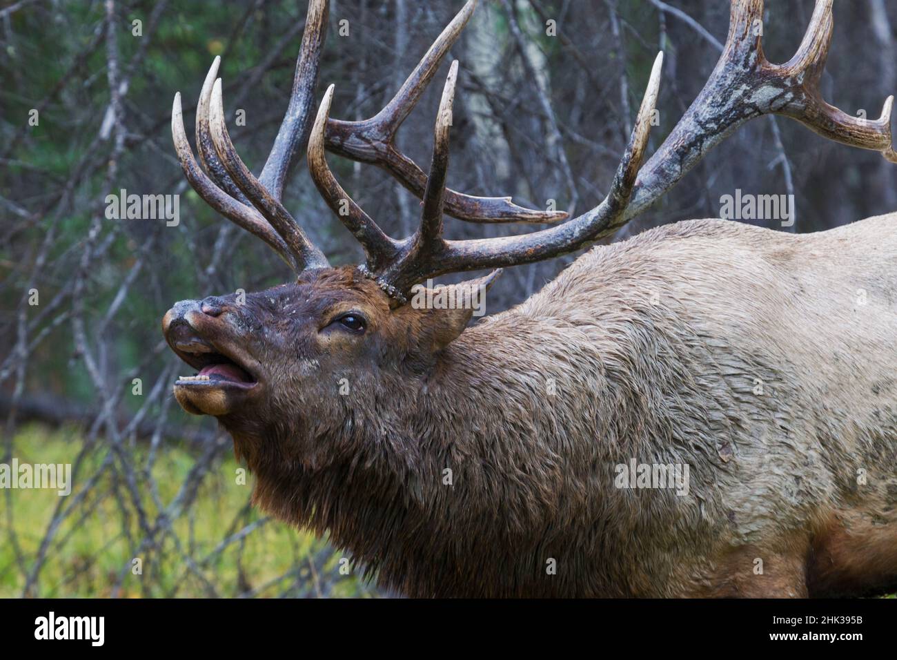 Bull Elk Fleming Stock Photo - Alamy